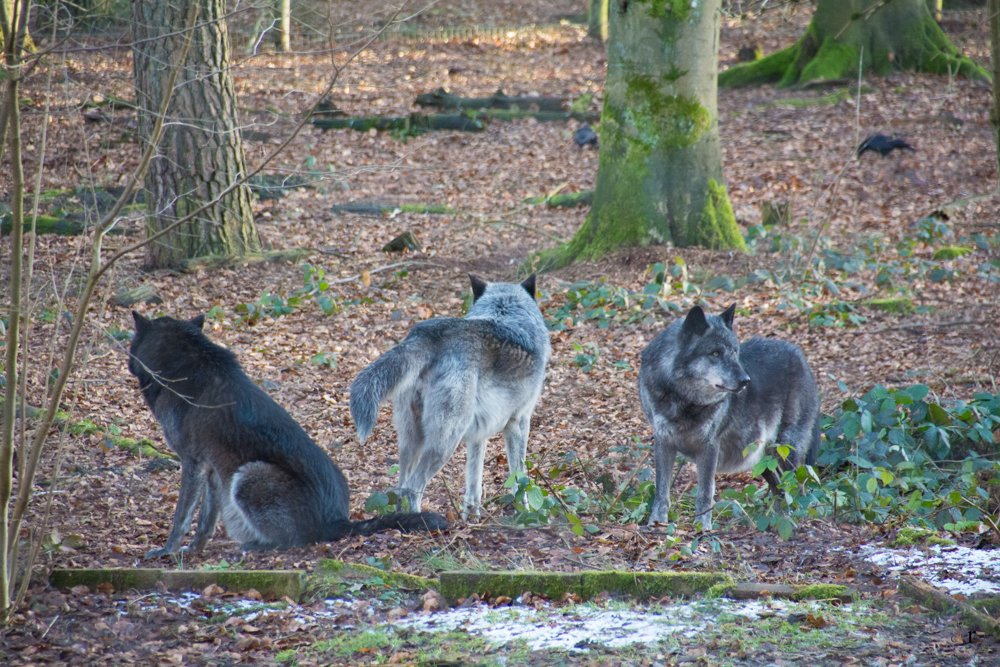 Wer hat Angst vorm saarländischen Wolf? | ein Micro Adventure im ...